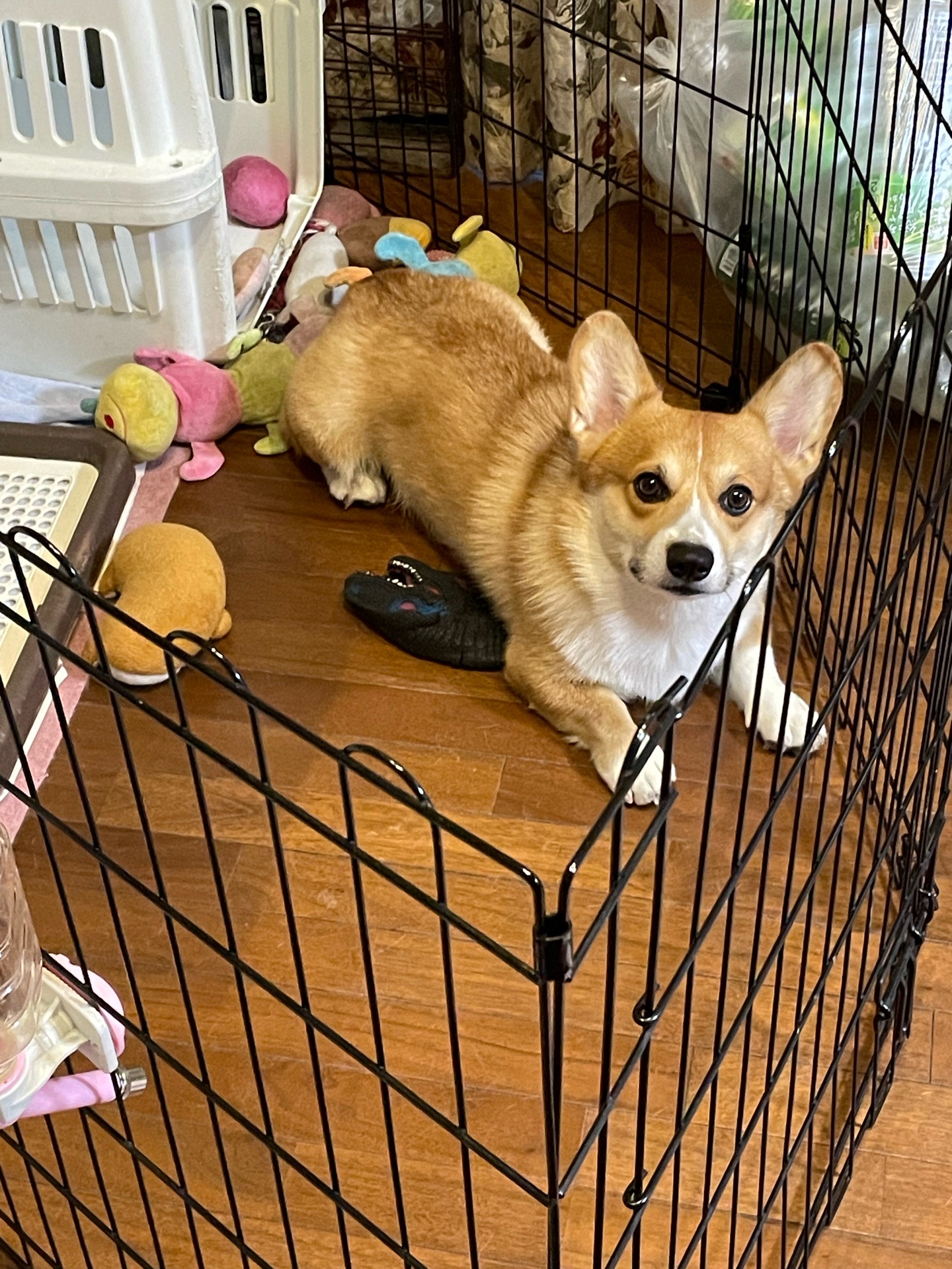 Yay動物委員会 | 好きでつながるバーチャルワールドYay!（イェイ）